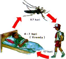 DENGUE SYOK SYNDROME | SUKSES