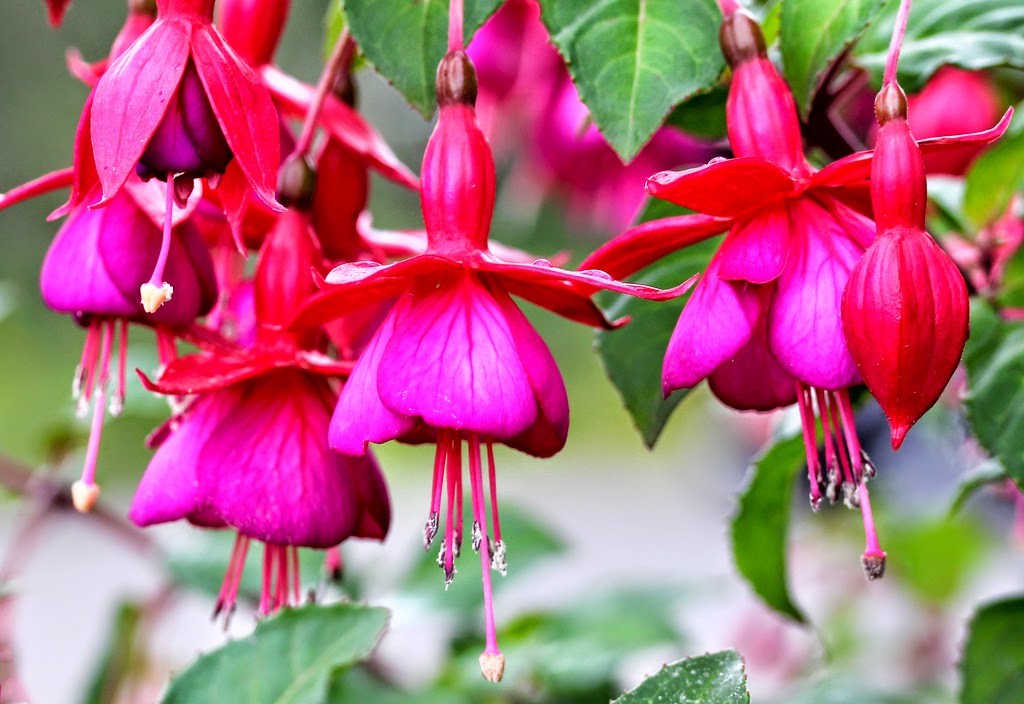 FUCHSIA photos - wallpapers | the fun bank