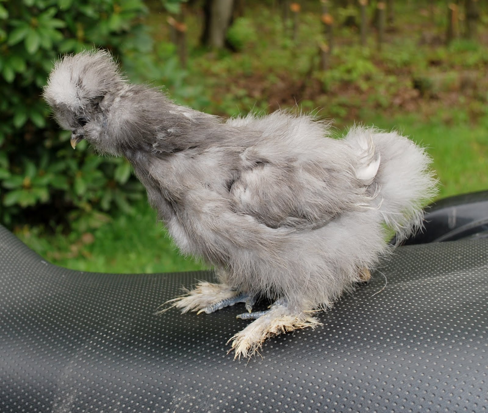 Why my 10 year old should not be allowed to name the chickens. - Murano ...