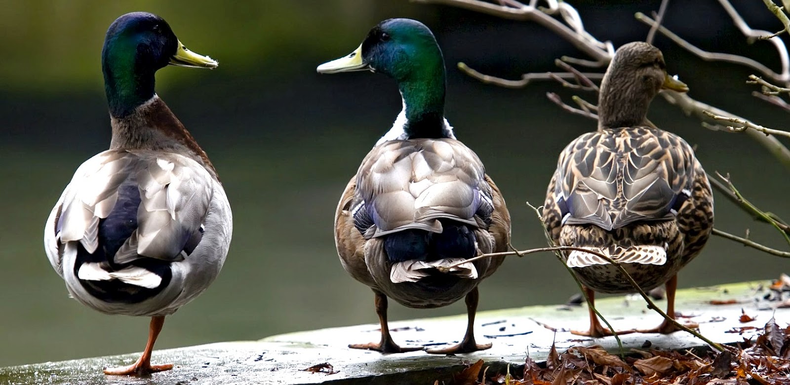 Jorge Gómez Pinilla: Historia de tres patos que en patota metieron la pata