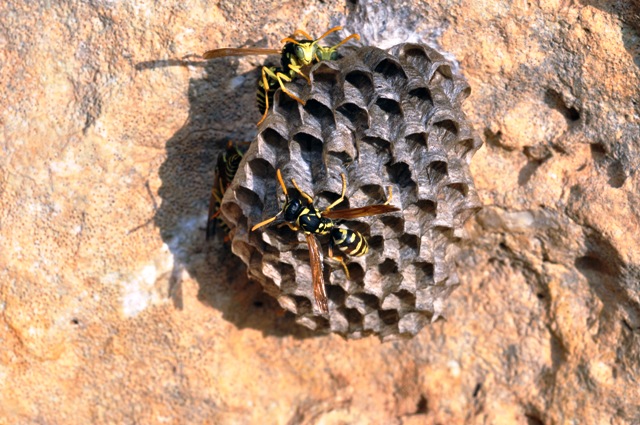 Maltese Nature: Wasps - Predatory flying insects