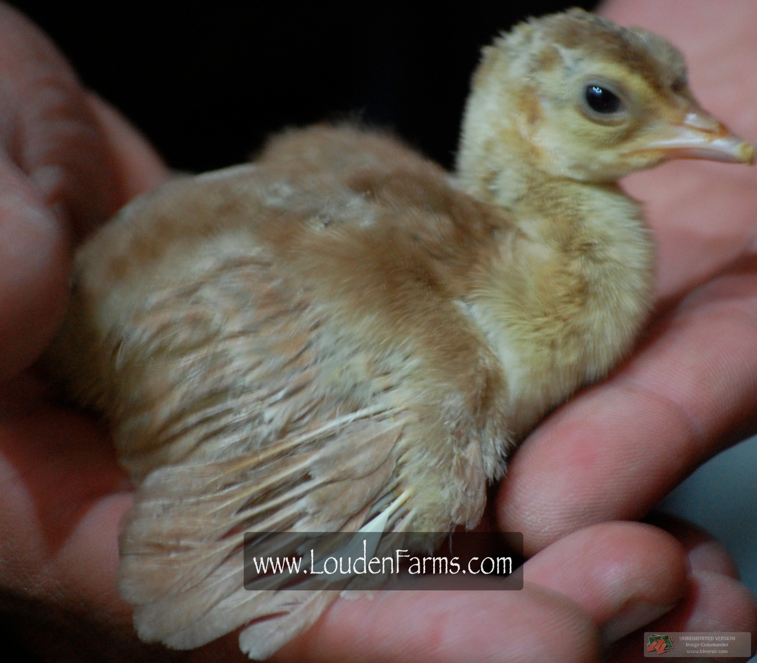 6LittleChickies - Life on Louden Farms: Peafowl 201: Genetics part 1 ...