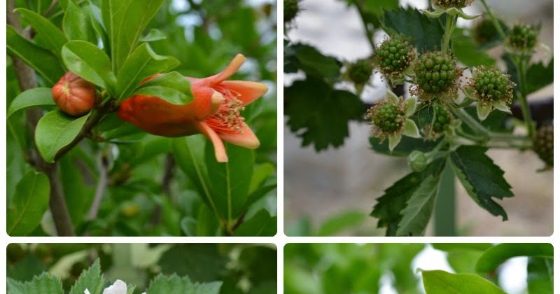 Jurnal de gradina: Fructe in devenire