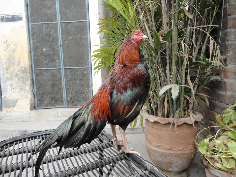 Red Asil Pictures - Laakha Aseel Pictures | Raja Asil