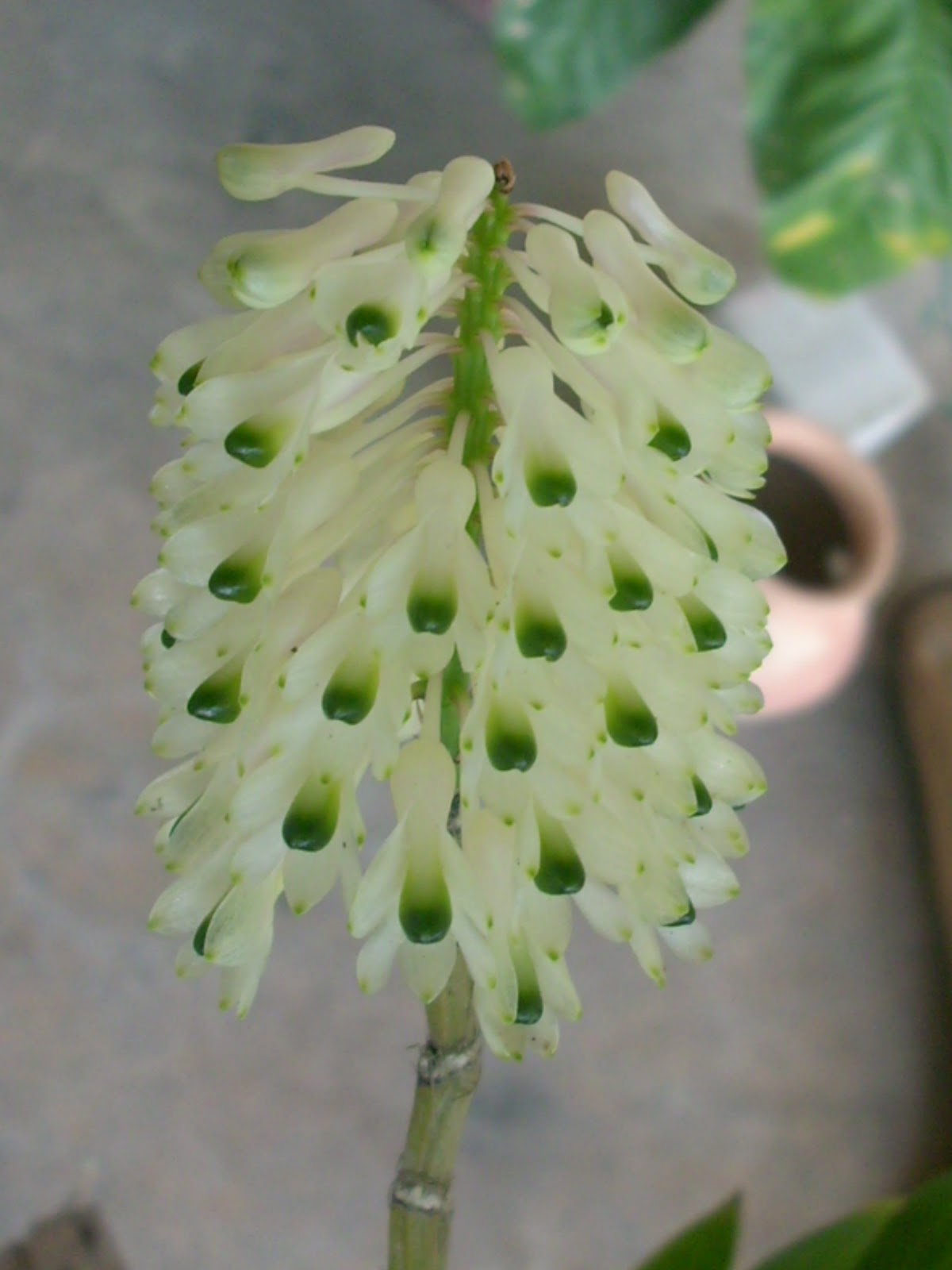 orchid69: Dendrobium Smilliae
