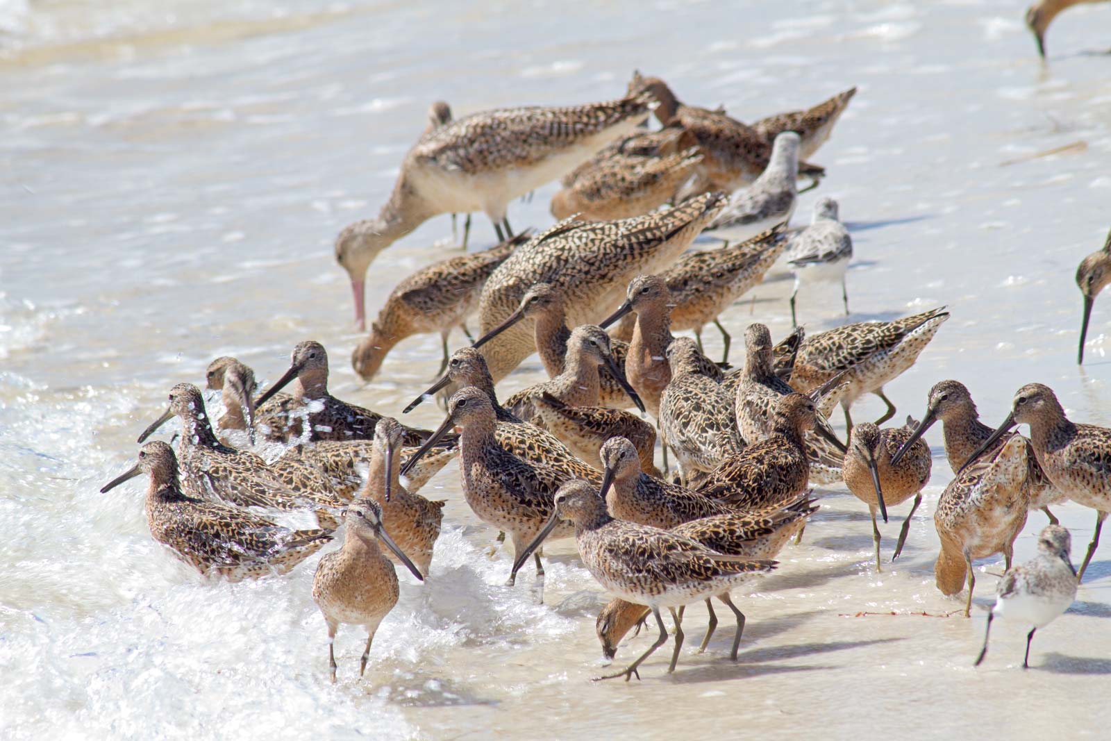 Bob's Photos: Shorebirds Feasting on Horseshoe Crab Eggs, May 1, 2012