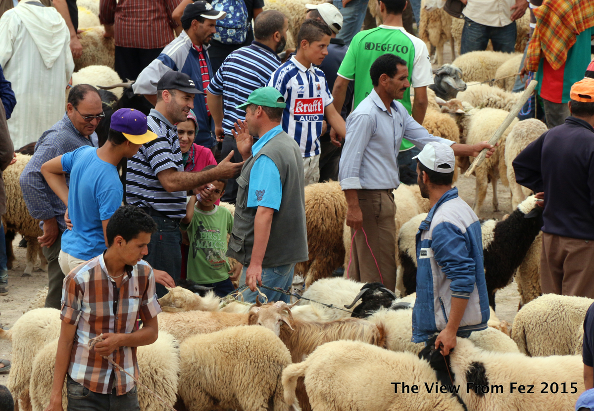 THE VIEW FROM FEZ: Moroccan Photo of the Day ~ Eid Sheep Souk in Taza