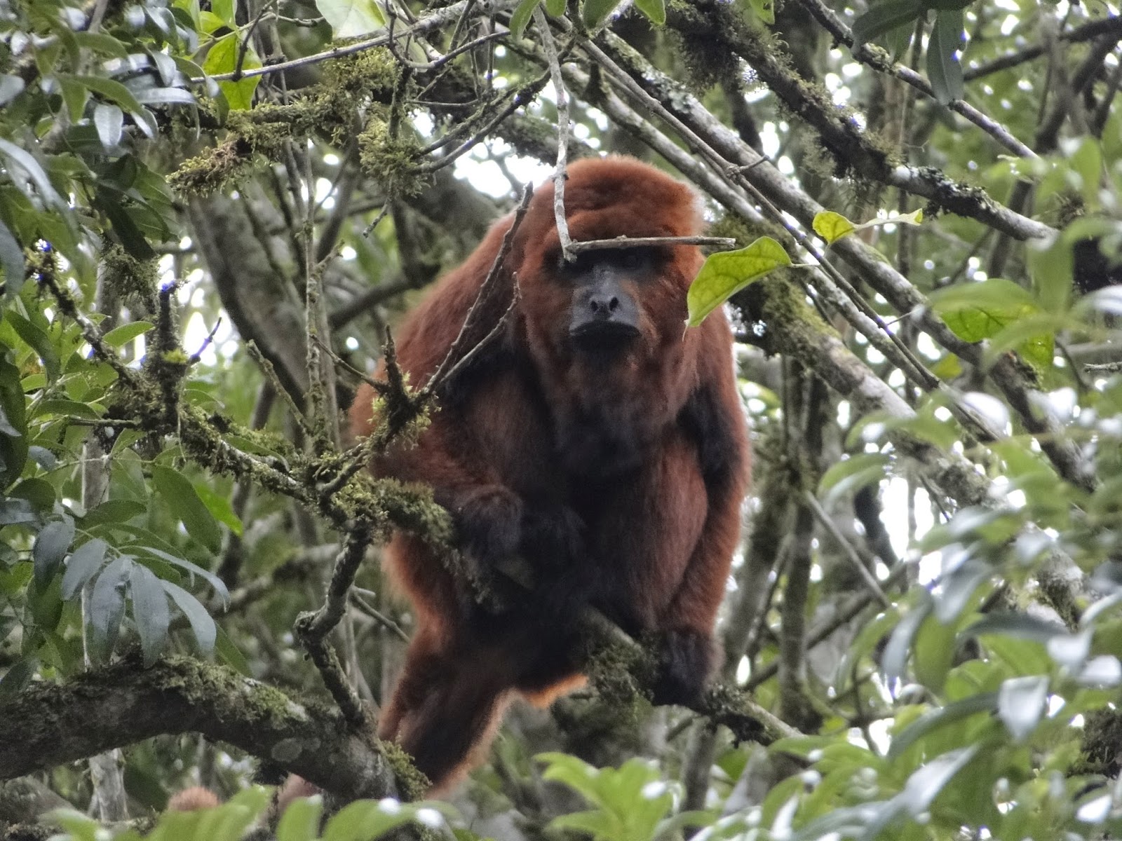 Marcelo Hübel: Macaco / Bugio-ruivo / Alouatta guariba em São Bento do ...