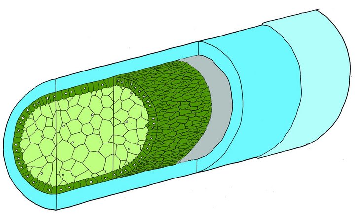 El Cuerpo Humano: La notocorda