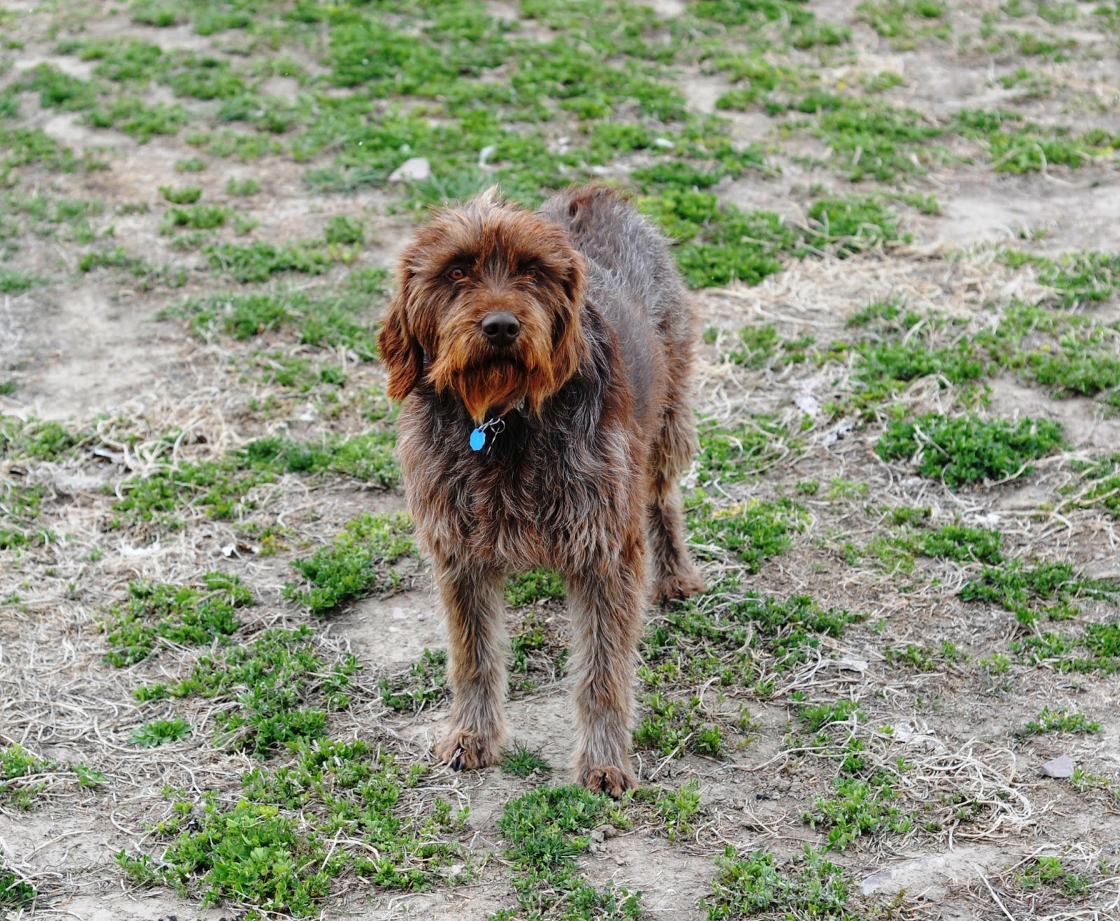 Quail Ridge Griffons- Specializing in AKC Wirehaired Pointing Griffons ...