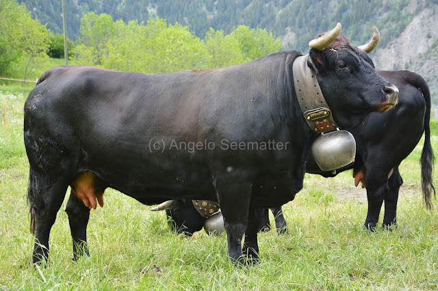 Inspiration Eringerkuh: 2017