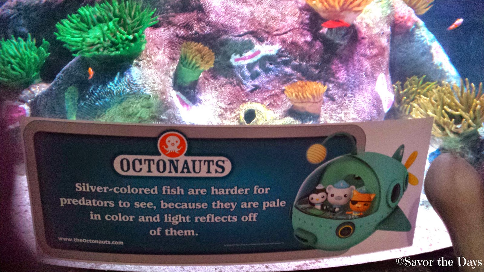 Sea Life Aquarium Octonauts at Emery Espinosa blog
