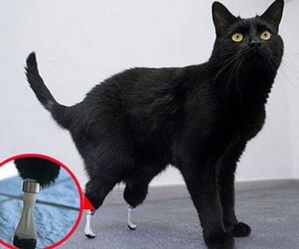 Cat with Prosthetic Legs (10 pics)