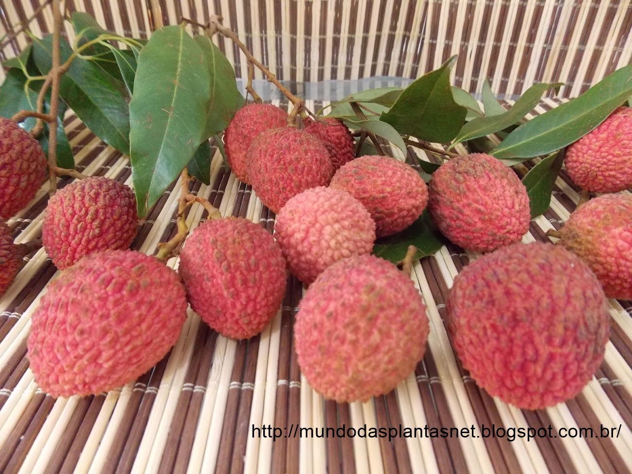 Mundo das Plantas : Lichia