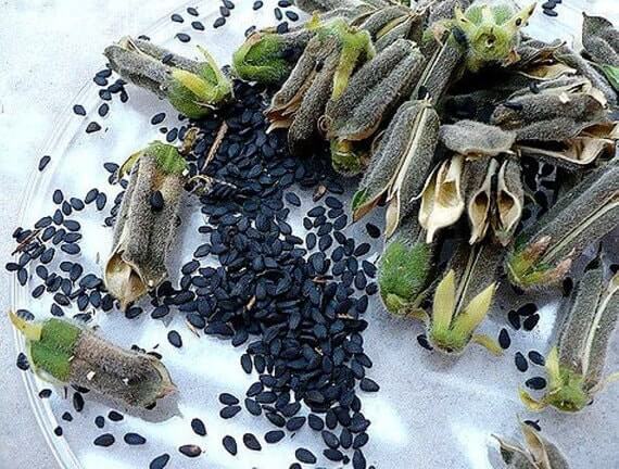 Health Benefits of Sesame Seeds, Oil, Leaves and Root