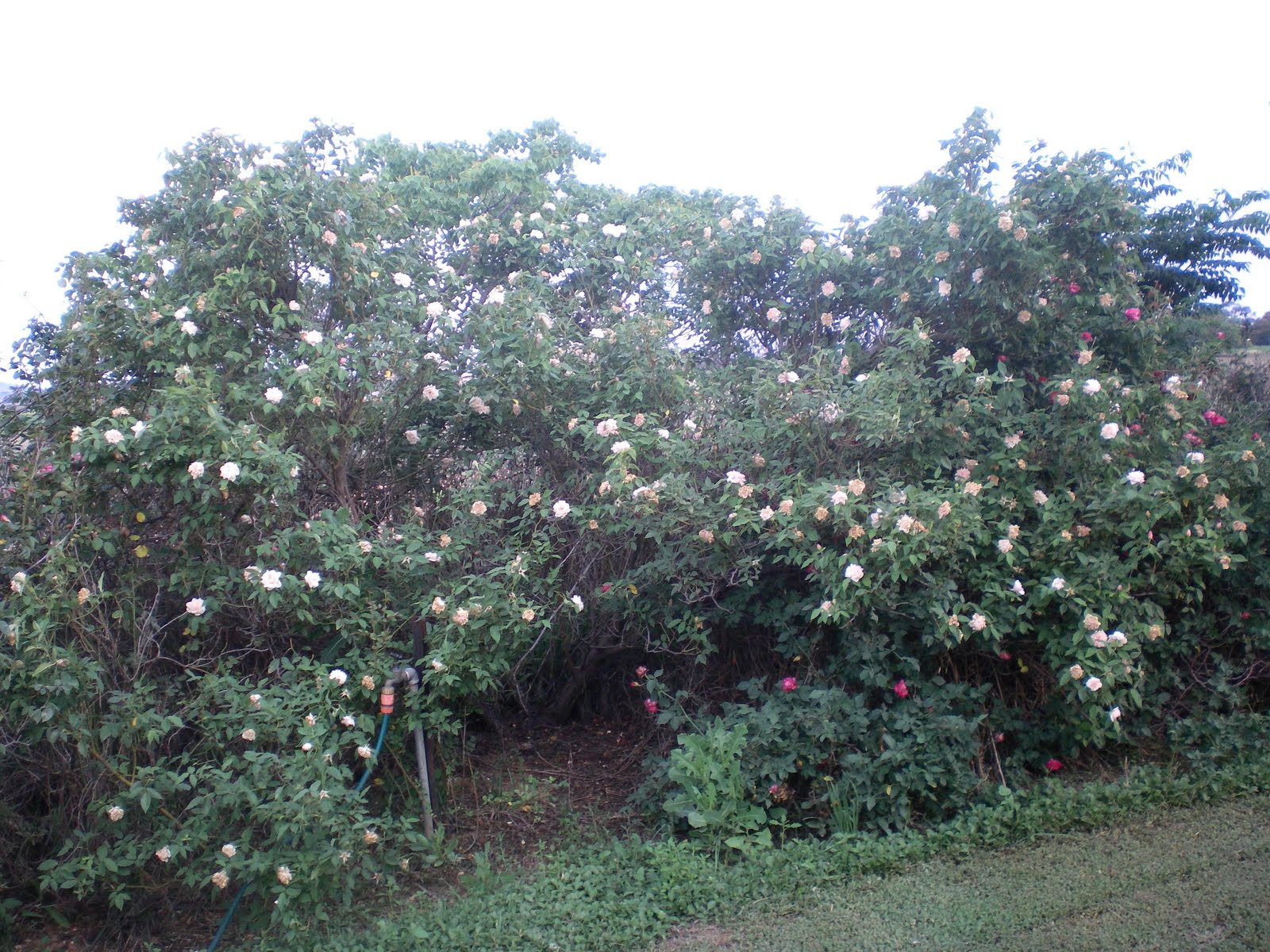 "Eurimbla" Roses: More of Octavus Weld