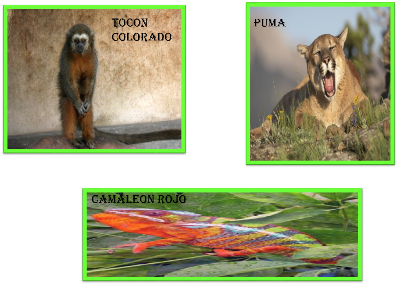 REGIÓN SELVA ALTA O RUPA RUPA DEL PERÙ | SELVA ALTA O RUPA RUPA