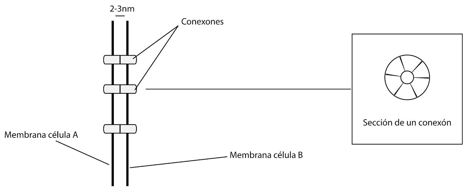 el moderno prometeo: Especializaciones de membrana