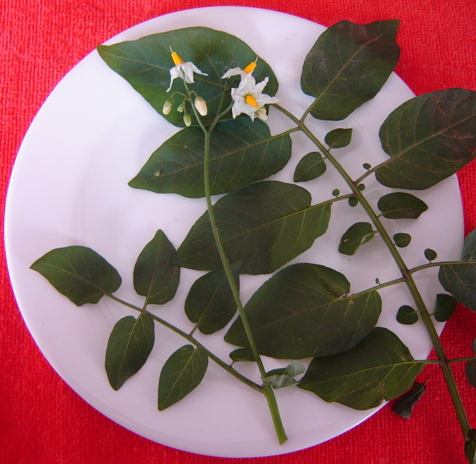 v e r d e c h a c o: Papa cimarrona / Papa silvestre / Batatilla de ...