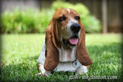 Barking from the Bayou