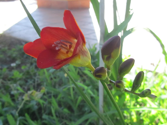 Come Piantare i Bulbi delle Fresie? Si Possono Lasciare nel Terreno ...