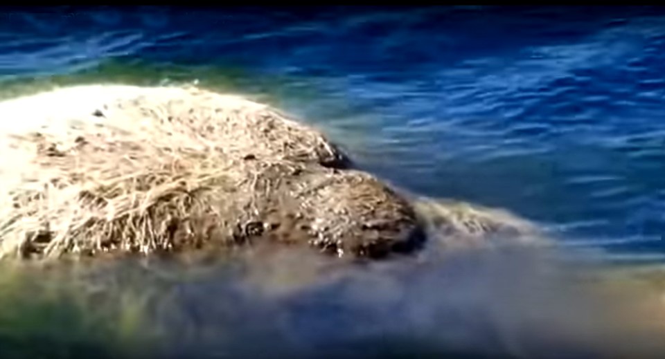 The "lake Monster" of Lake Rosario: just a clump of algae (didymo ...