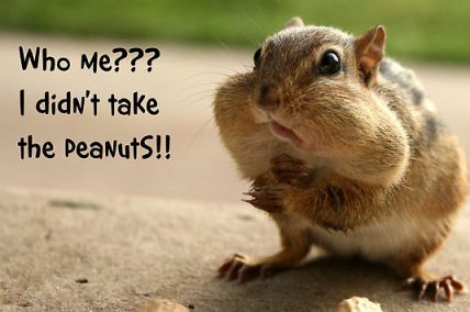 Funny Squirrels | New & Lovely Photos | Funny And Cute Animals