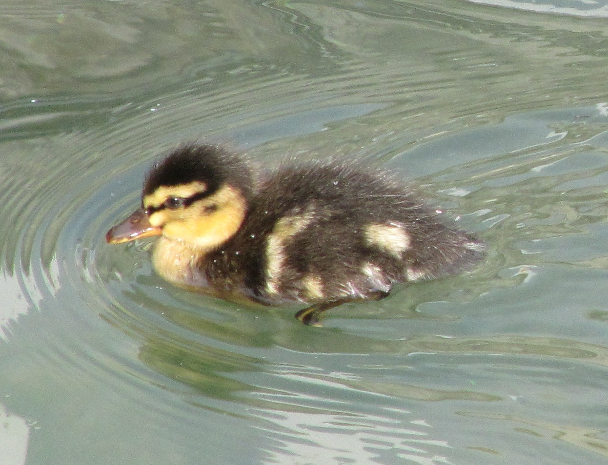 LE MAXIMUM: Caneton colvert - photo gratuite et libre de droit