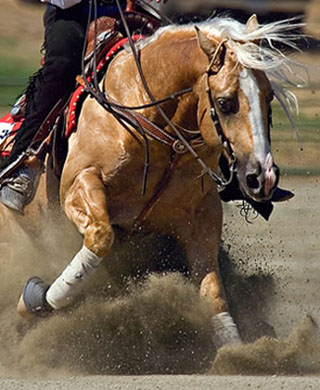 reining horses on Pinterest | Quarter Horses, Horses and Palomino