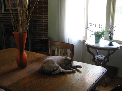 Living Rootless: A Rooted Moment