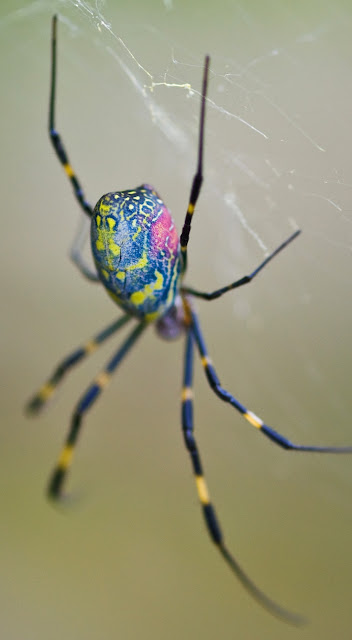 A group of the finest and most beautiful rare spiders | TOOOPIC