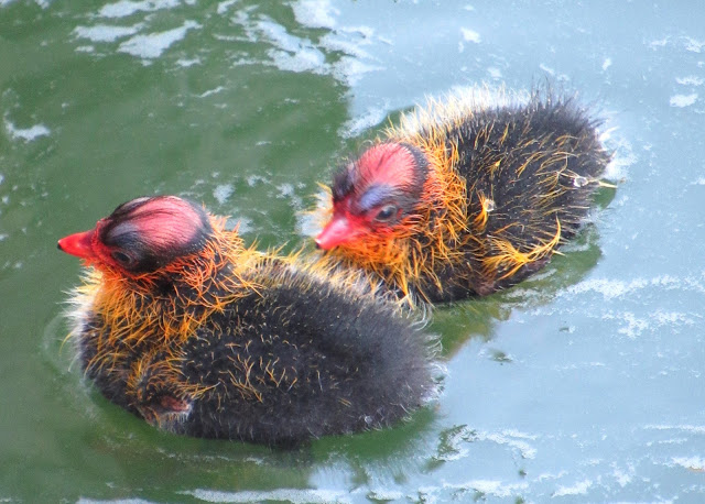 American Coots & Baby... Cootlings?