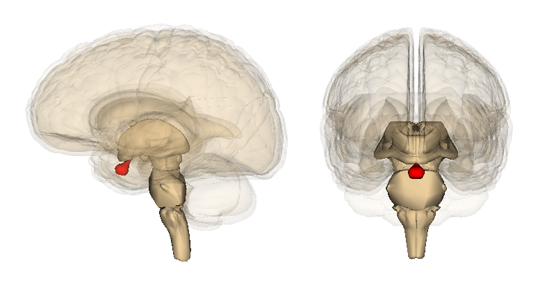 The Master Gland-Pituitary Gland - Sentinel Times