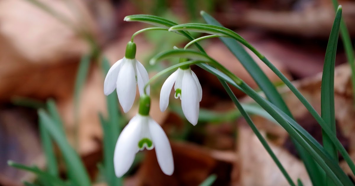 Pacific Northwest Seasons: A Glimmer of Spring in the Pacific Northwest