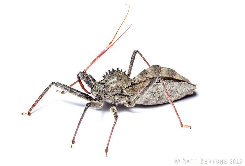 NCSU PDIC: Kissing Bugs and Chagas Disease in NC