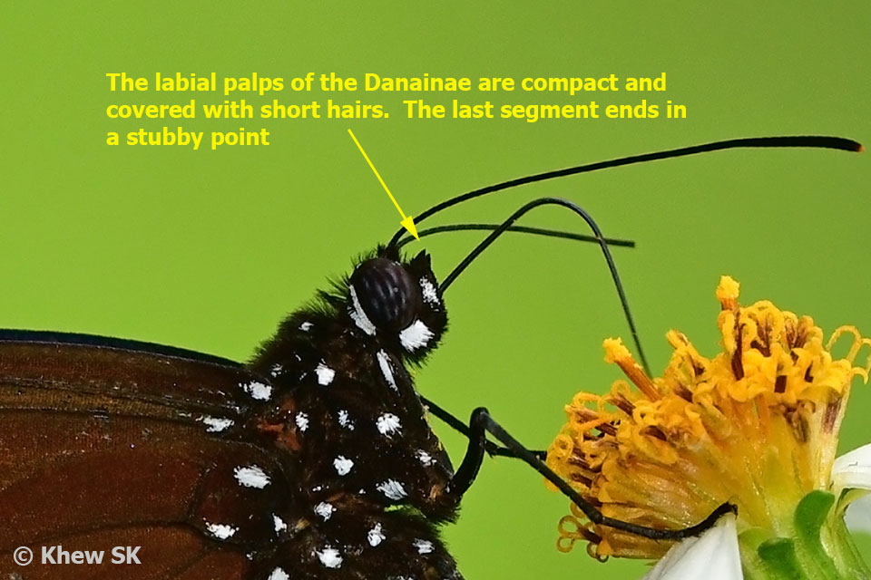 Butterflies of Singapore: The Butterfly Labial Palps