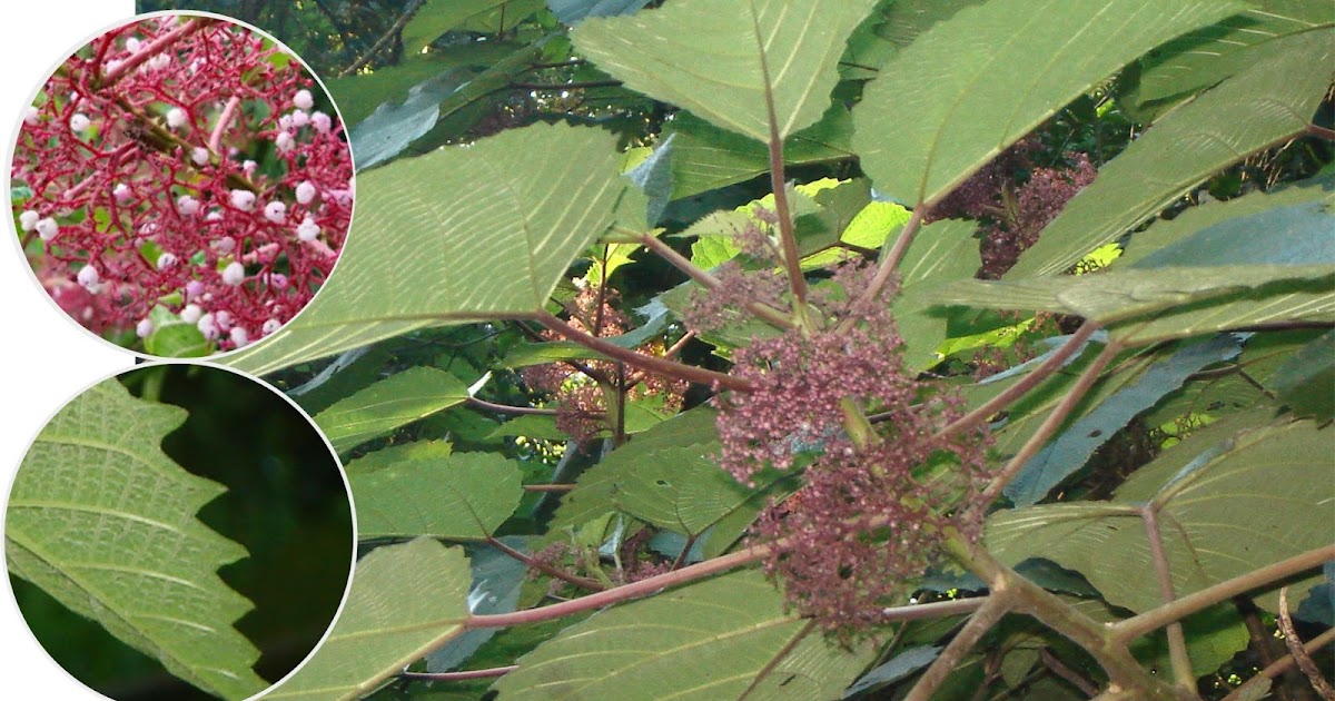 Urera baccifera: Ortiga.