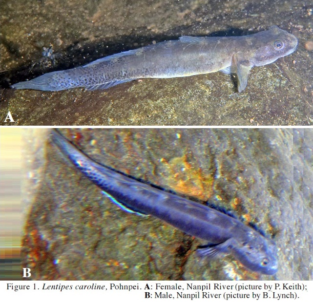 Species New to Science: [Ichthyology • 2013] Lentipes caroline • A New ...