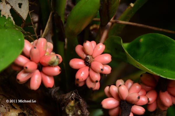 The rainforests of Borneo & Southeast Asia: Back to Sebuyau