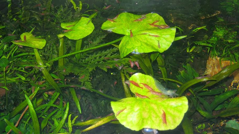 A NIGHT BY THE AQUARIUM: Banana Aqua Plants (Nymphoides Aquatica)