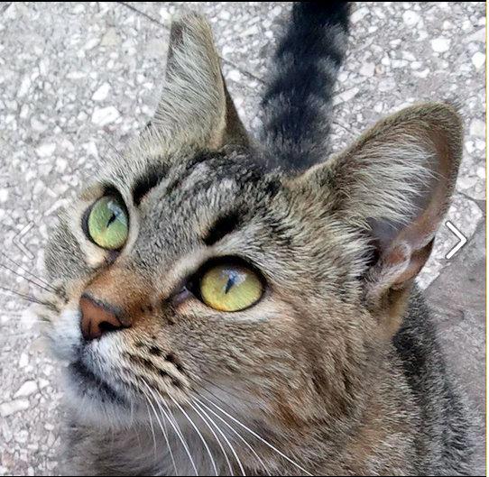 Adoptándonos: Mapu y Tonio, una linda gata atigrada y un lindo gato ...