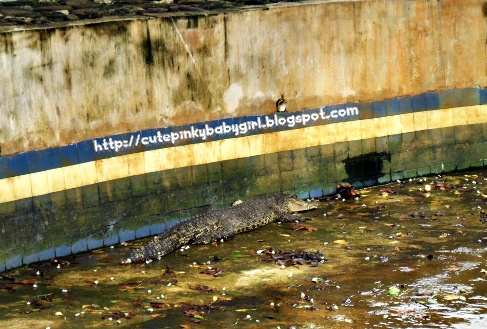 ♥ SiGadisMerahJambu ♥: Mini Zoo Kuantan, Pahang :)