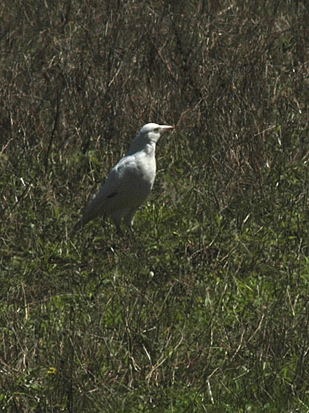The Nature of Robertson: Albino Magpie still going strong in Kangaloon