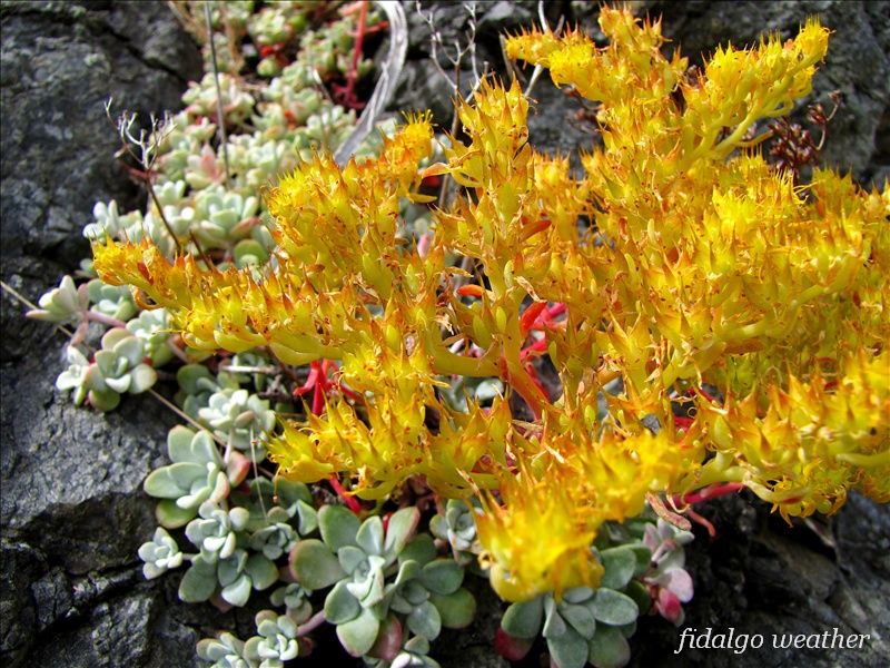 Exploring Kukutali 2: Tombolo Wildflowers