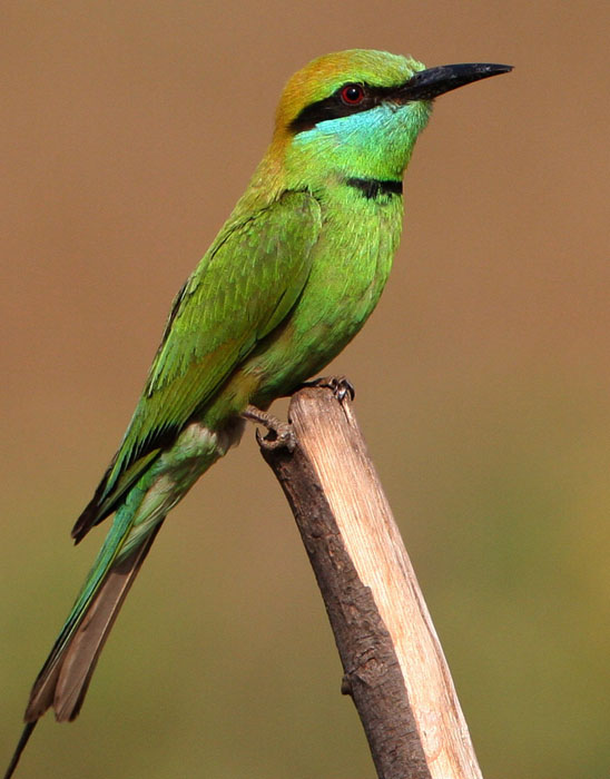 Mandy West Wildlife Photography: Common Bird Species of Goa
