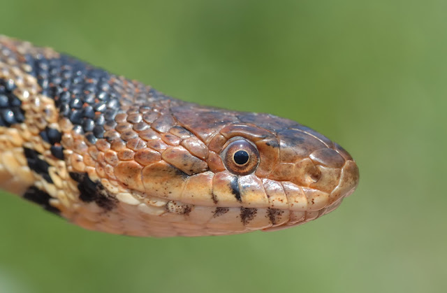 Explorations of an Ecologist: The snakes of Ontario - part 3