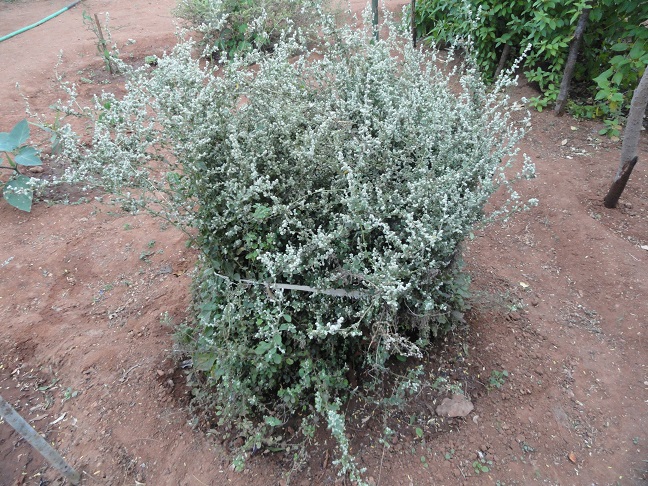 மூலிகை பொக்கிஷம் : சிறுபீளை