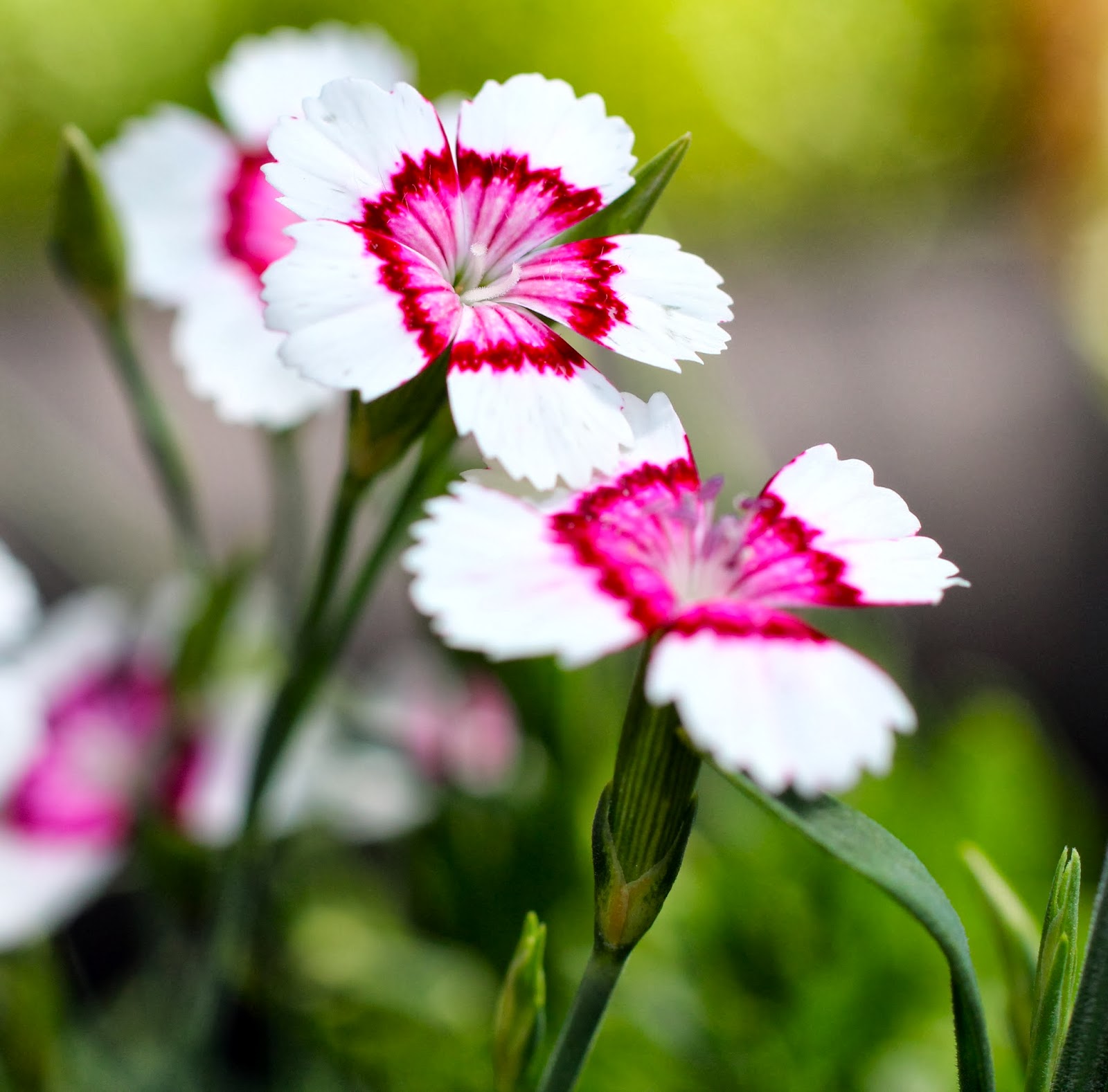 Florez Nursery: Dianthus deltoides 'Arctic Fire'