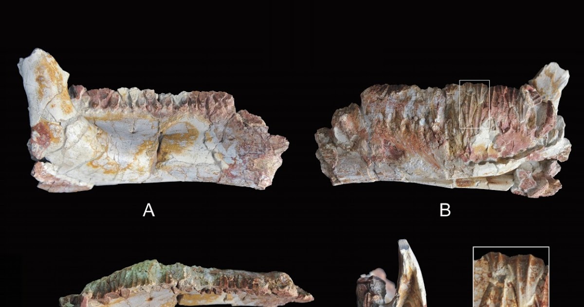 Species New to Science: [Paleontology • 2017] Datonglong tianzhenensis ...