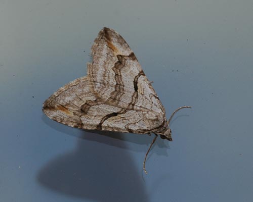 A Waldridge Naturalist: April 2011